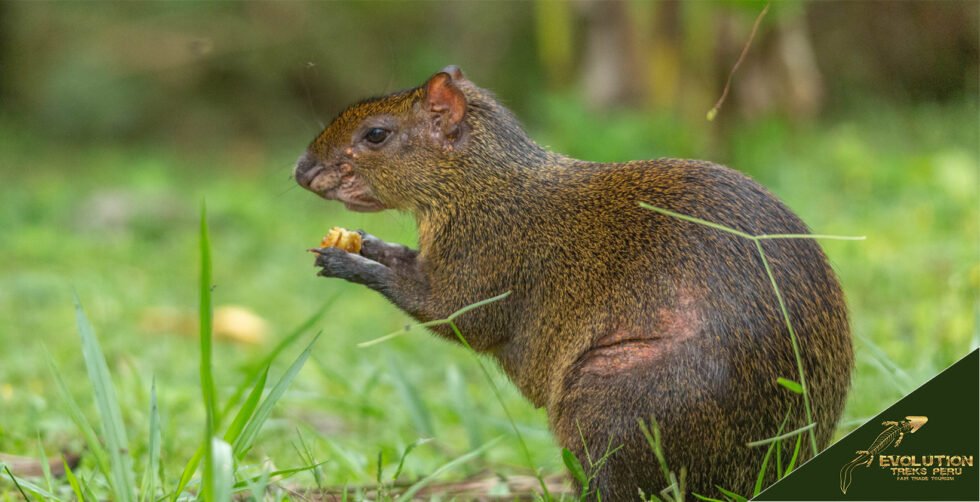 Puno Peru Guide: Excursions, Hiking, Facts & History