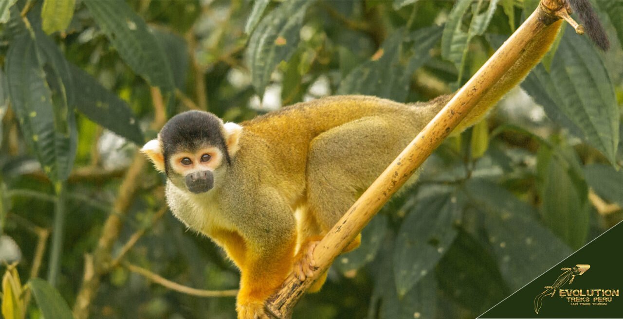 Manu National Park Peru Guide: Tours, Hiking, Facts History