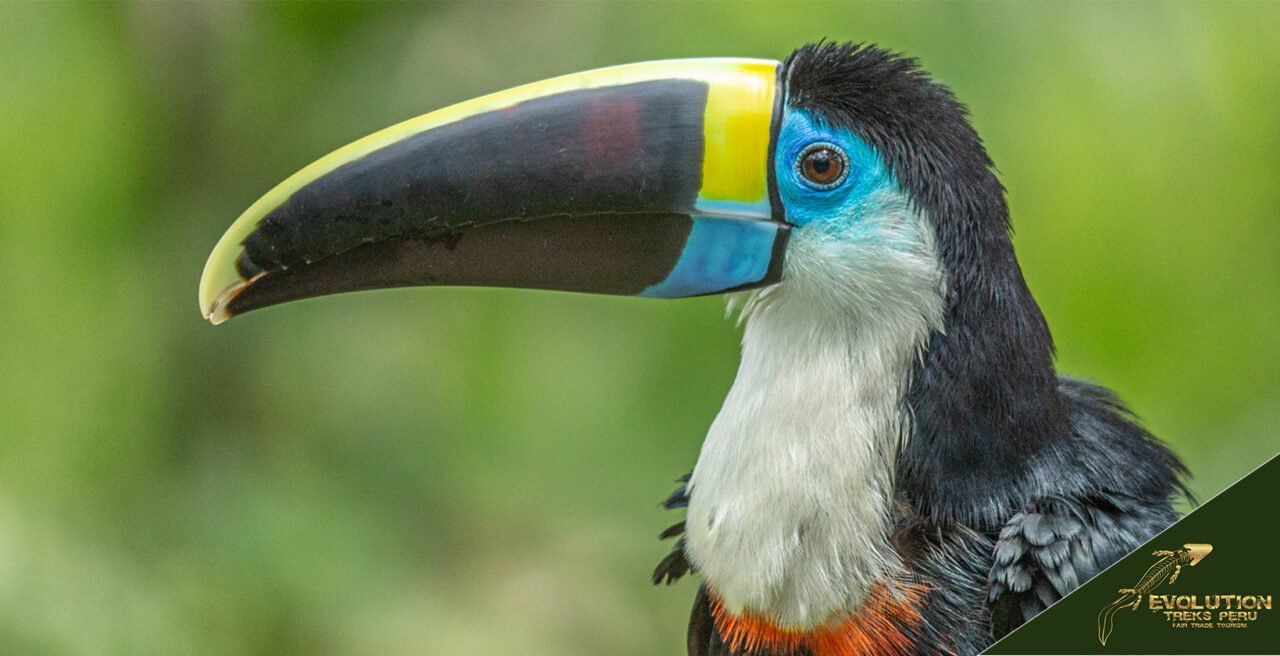 Manu National Park Peru Guide: Tours, Hiking, Facts History